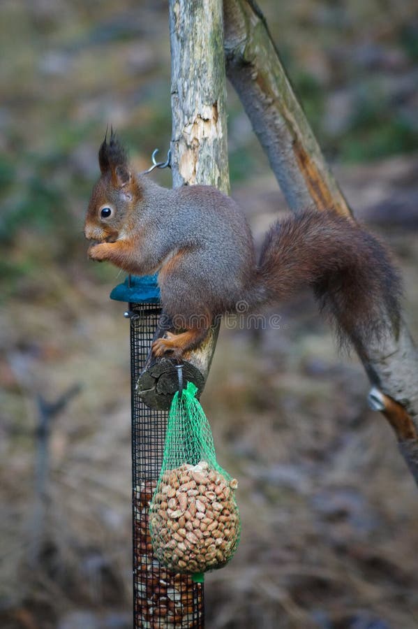 Cierre De La Ardilla Comiendo Comida En El Alimentador De Aves Foto de ...