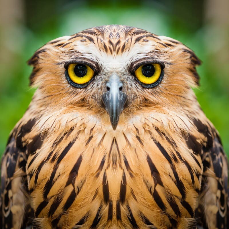 Cierre De La Cara Del Buho Para Arriba Imagen de archivo - Imagen de ...