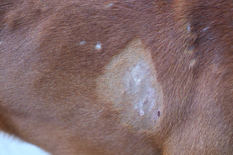 Cierre De La Piel De Un Perro Con Dermatitis. Imagen de archivo ...