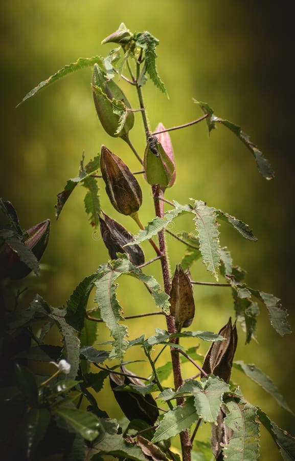 Semilla Abelmoschus Moschatus Abelmosk, Ambrette Anual Hibiscus Bamia ...