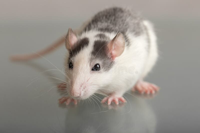 Rata Del Bebé Fotos De Stock - Download 1,359 Fotos Libres de Derechos