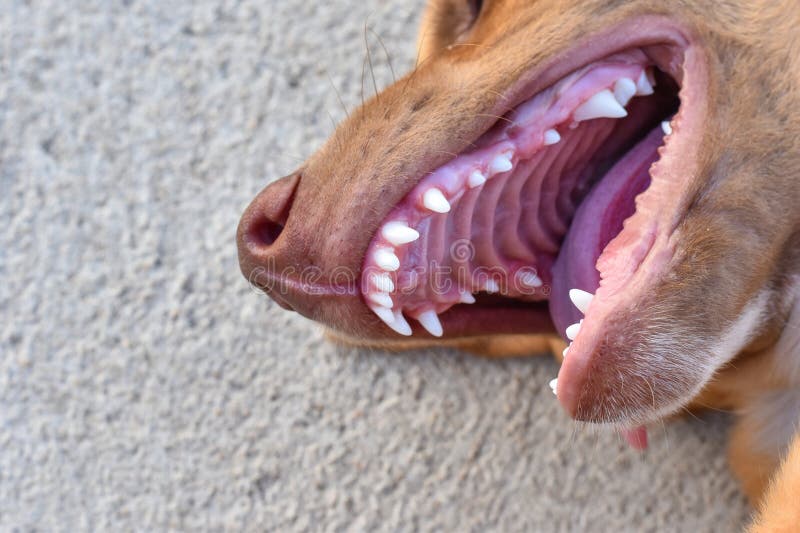 Cierre De Los Dientes De Un Perro En La Boca Del Perro Imagen de ...