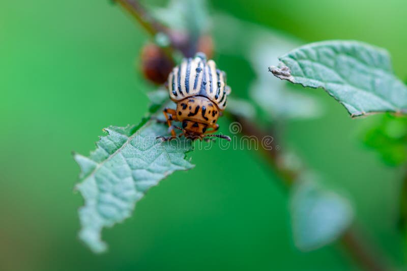 Cierre De Un Bicho Colorado Imagen de archivo - Imagen de rural ...