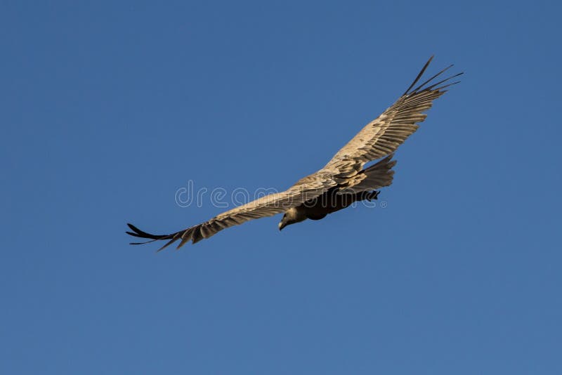 Cierre De Un Buitre Volando En El Cielo Foto de archivo - Imagen de ...