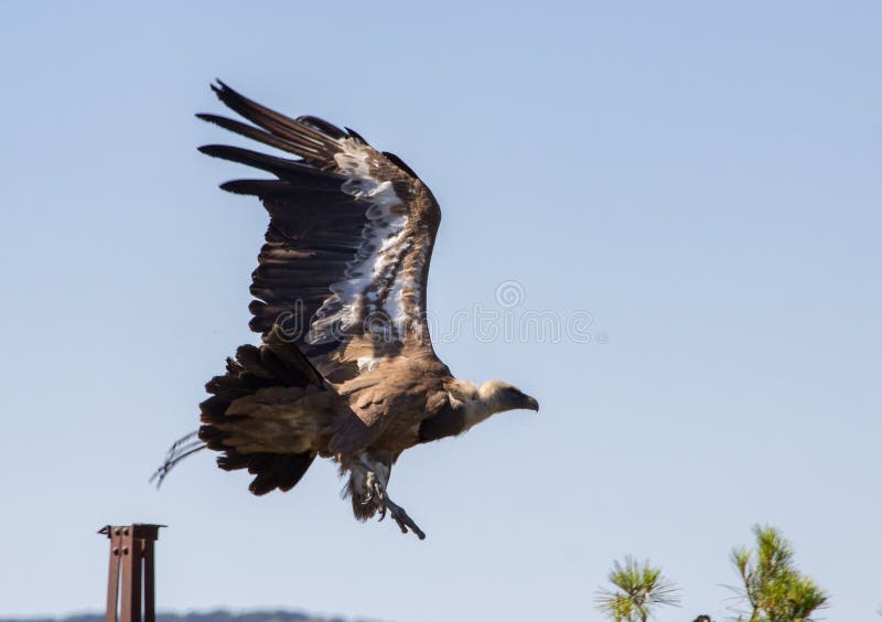 Cierre De Un Buitre Volando En El Cielo Foto de archivo - Imagen de ...