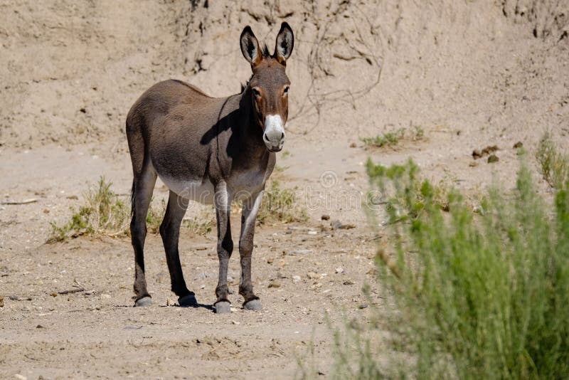 Cierre De Un Burro Salvaje Parado En El Suelo Foto de archivo - Imagen ...
