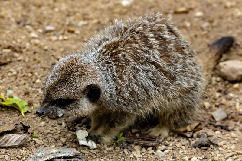 Cierre De Un Meerkat Acurrucado En El Suelo Con Imagen de archivo ...