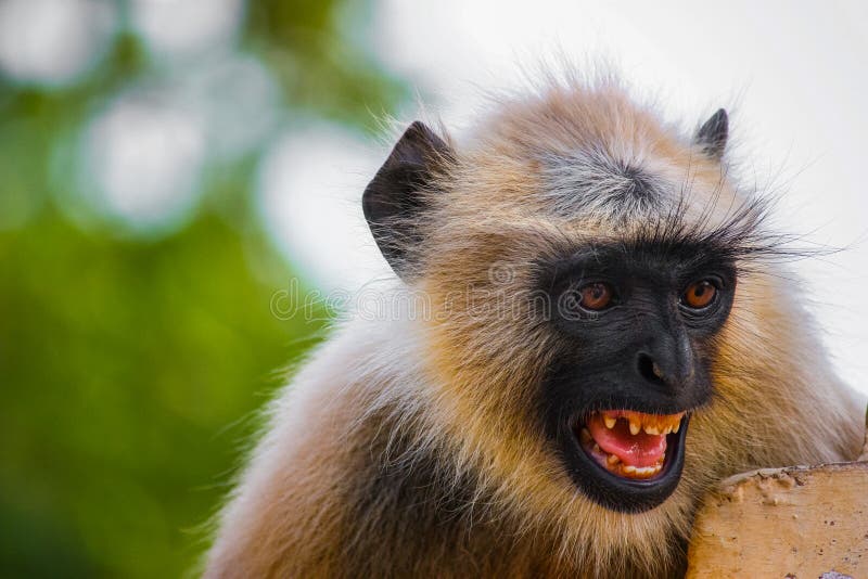 Un Mono Gritando. Cara De Animal Salvaje Que Muestra Sus Colmillos Foto ...