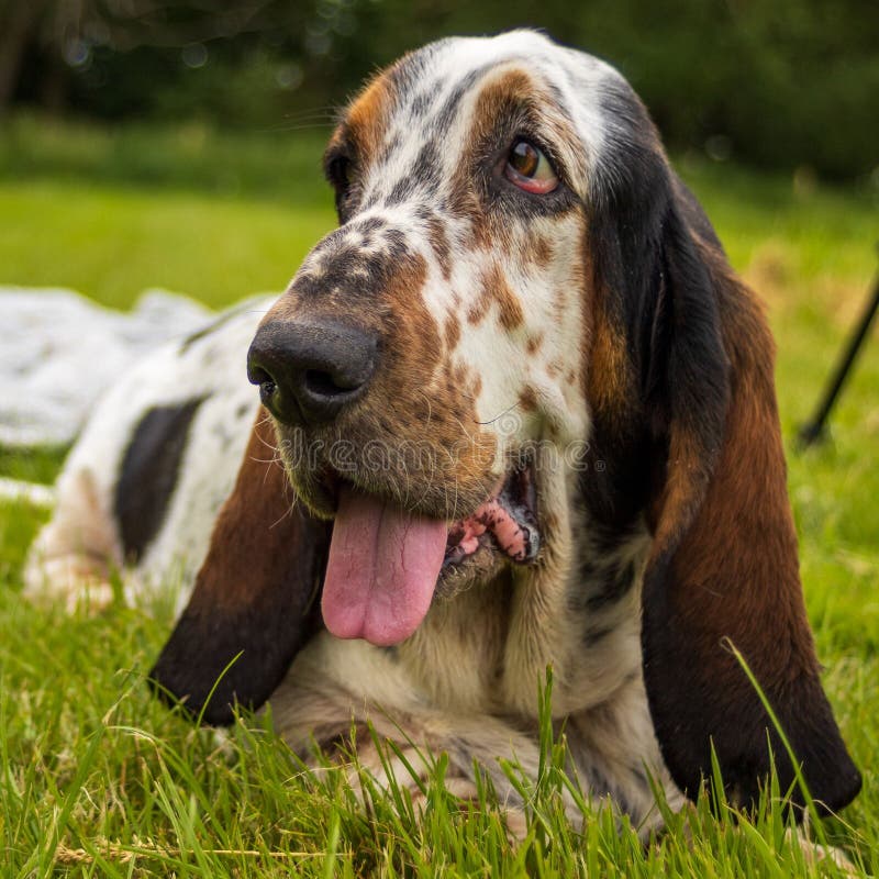 Cierre De Un Perro De Perrito De Base Tendido En El Pasto Imagen de ...