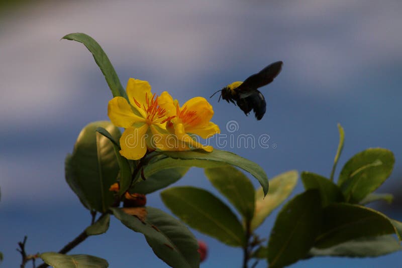 Cierre De Una Abeja Volando a Un Amarillo Mai Ochna Integerrima Imagen ...