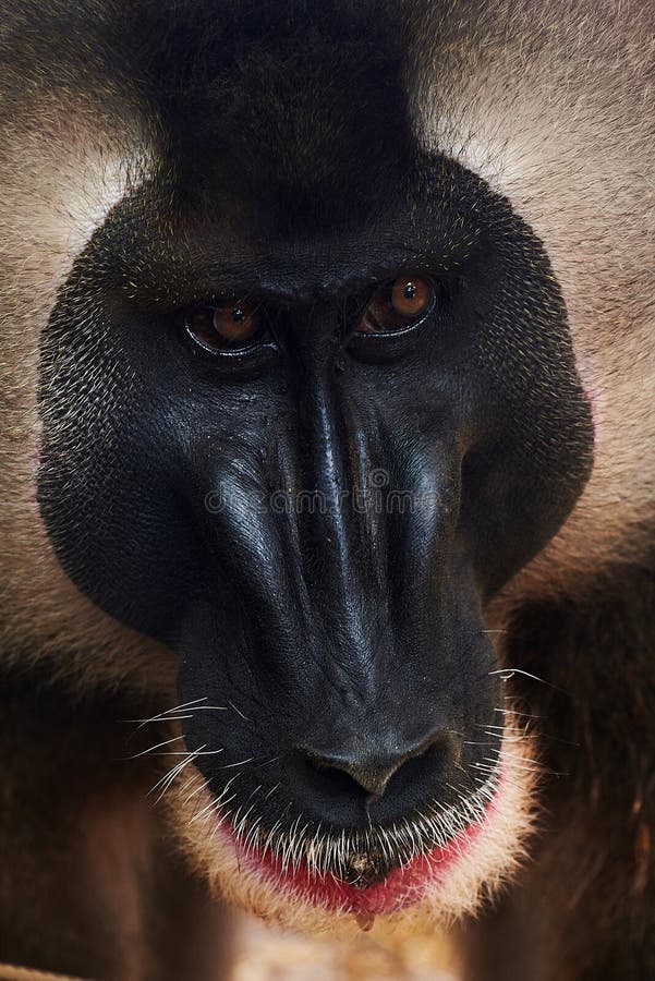 Cierre De La Cara Del Mandril Para Arriba, Cara Del Mandril Foto de ...