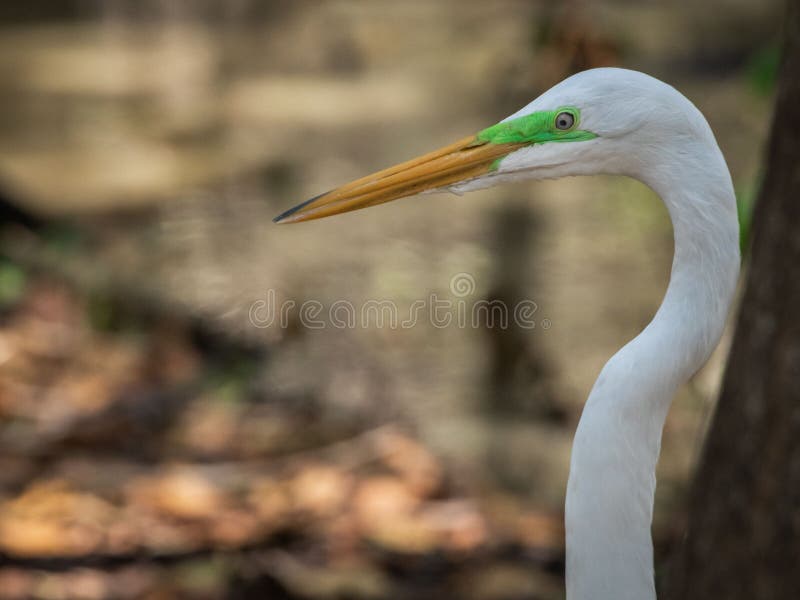 Cierre De Una Gran Ardea Alba En Una Rama Foto de archivo - Imagen de ...