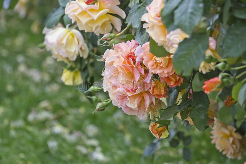 Cierre De Una Rosa Rosa Rosa Imagen de archivo - Imagen de primer, flor ...