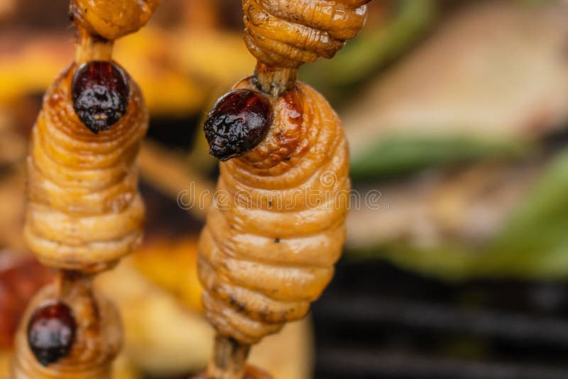 Cierre Del Plato De Insectos Suri Comida Tradicional Peruana Foto de ...