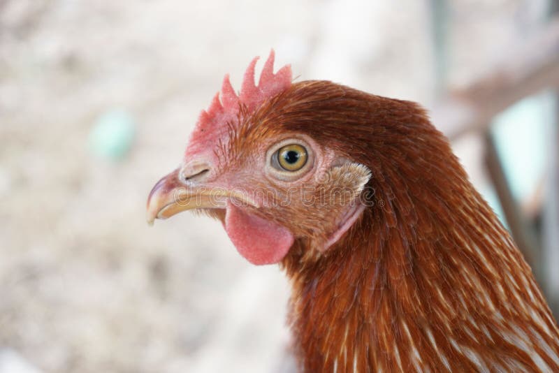 Primer del ojo del pollo foto de archivo. Imagen de pollo - 41438918