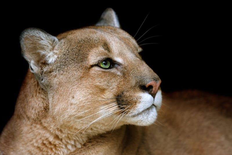 Retrato del puma en negro foto de archivo. Imagen de animal - 76980432
