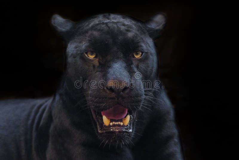Cierre Del Tiro De La Pantera Negra Para Arriba Foto de archivo ...