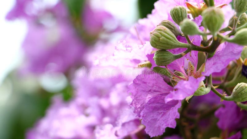 Cierre Encima Del Javanica Floreciente De La Casia Foto de archivo ...