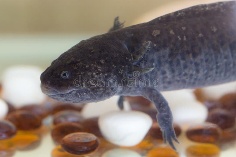 121 Axolotl Negro Fotos de stock - Fotos libres de regalías de Dreamstime