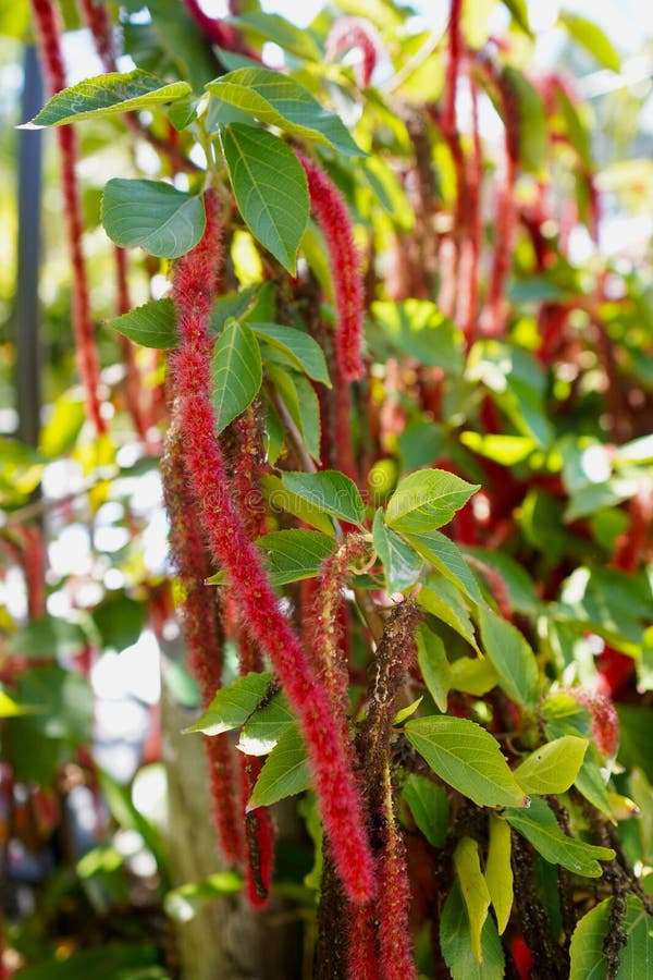 Cierre Vertical De La Planta De Acalypha Hispida Imagen de archivo ...