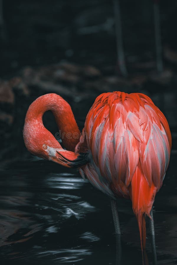 Cierre Vertical De Un Flamingo Rosado En Un Estanque Imagen de archivo ...