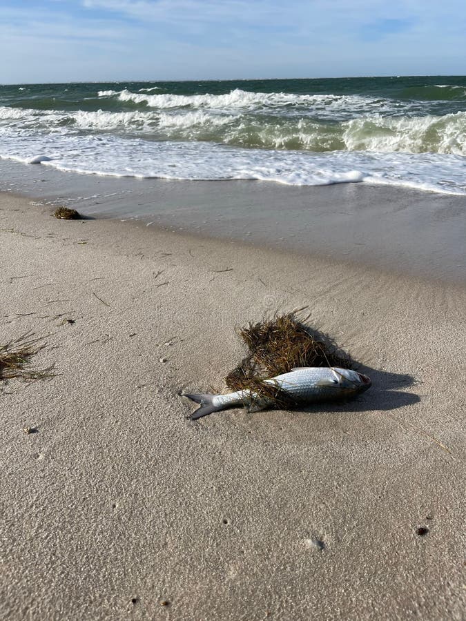 Cierre Vertical De Un Pez Muerto En Algas En Una Playa De Arena Foto de ...