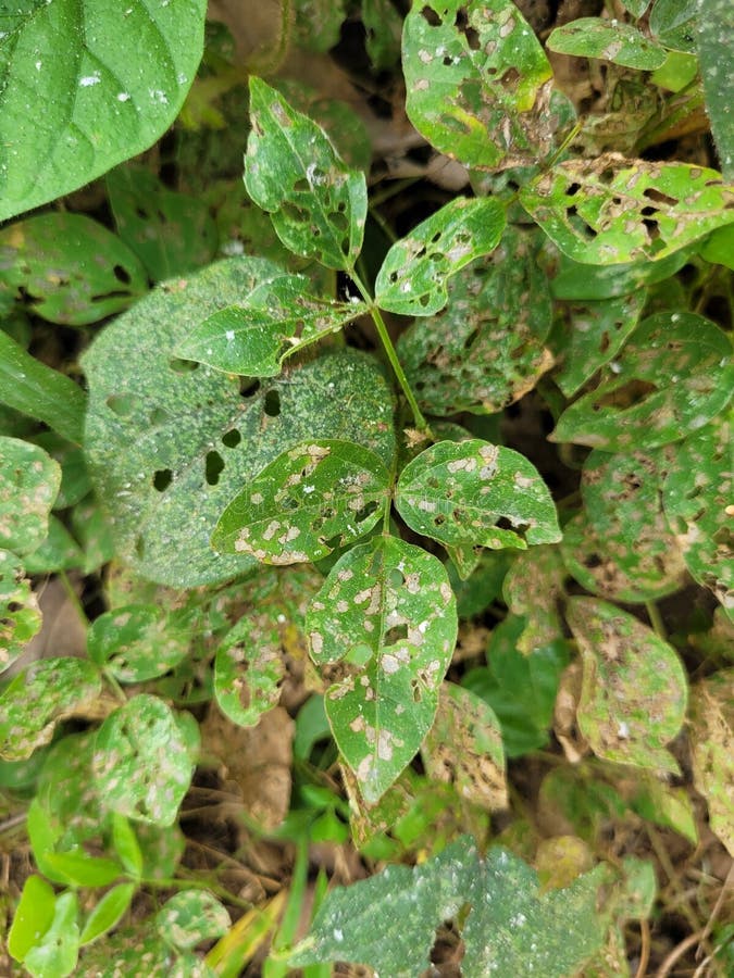 Cierre Vertical De Una Planta Con Hojas Podridas Imagen de archivo ...