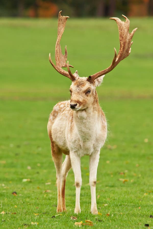 Ciervos imagen de archivo. Imagen de ciervos, claxones - 17994477
