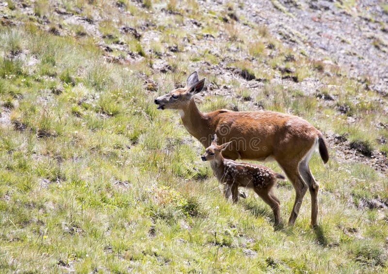 Ciervos Y Cervatillo De La Madre En El Campo Imagen de archivo - Imagen ...