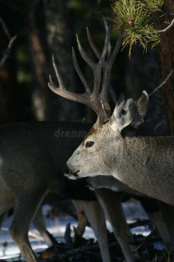 Ciervos de mula imagen de archivo. Imagen de trofeo, america - 1997647