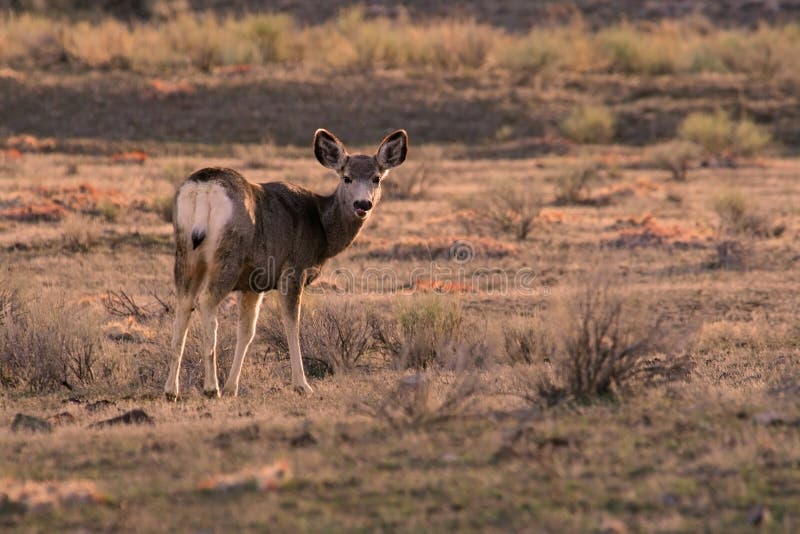 Ciervo mulo foto de archivo. Imagen de yermo, america - 3837246