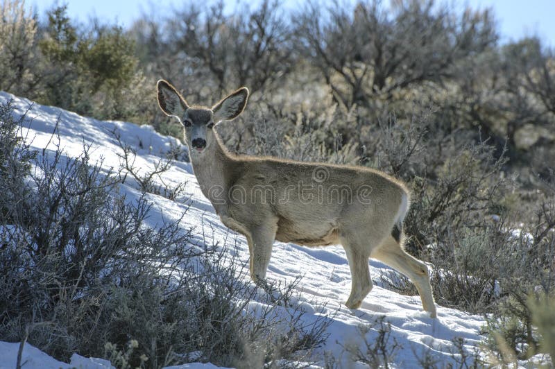 Ciervo Mulo (Odocoileus Hemionus) Imagen de archivo - Imagen de ...