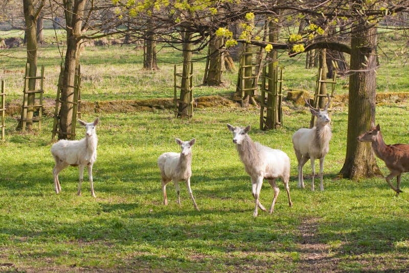Ciervos del albino foto de archivo. Imagen de toro, caza - 9226292