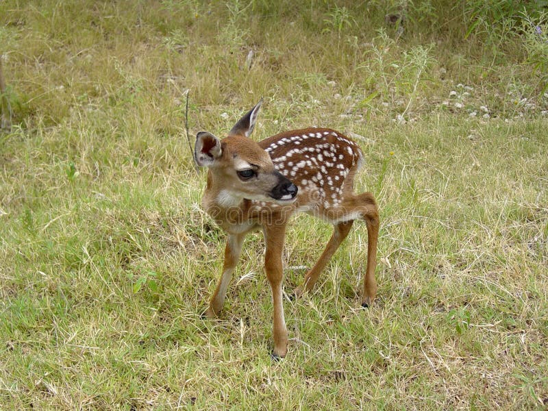 Ciervos del bebé imagen de archivo. Imagen de nacimiento - 254991
