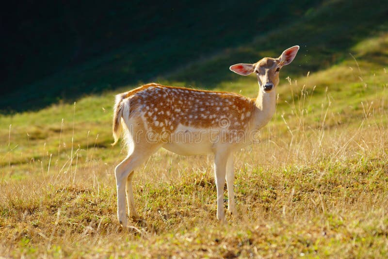 Ciervos del bebé foto de archivo. Imagen de lindo, bebé - 32270504