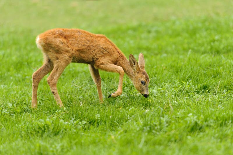 Ciervos del bebé imagen de archivo. Imagen de prados - 33735523