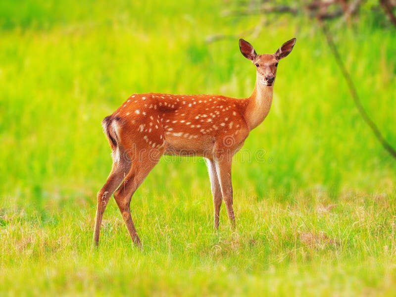 Venado en la hierba foto de archivo. Imagen de pasto - 161374166