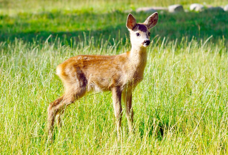 El Ciervo Lindo Bebe La Leche Imagen de archivo - Imagen de oriente ...