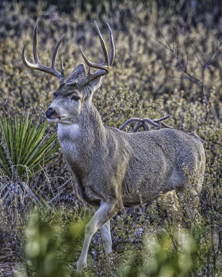 Ciervos Mula Buck Pose En Desierto Imagen de archivo - Imagen de ...