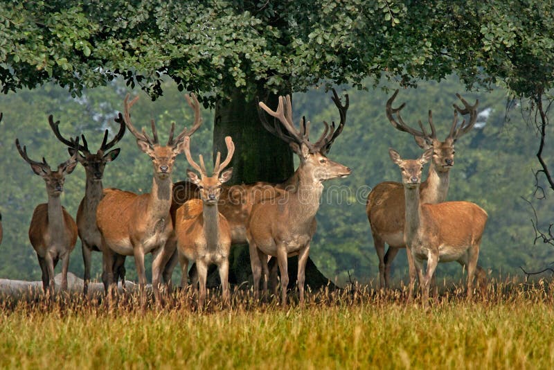 Ciervos rojos en Yorkshire foto de archivo. Imagen de cubo - 12611638