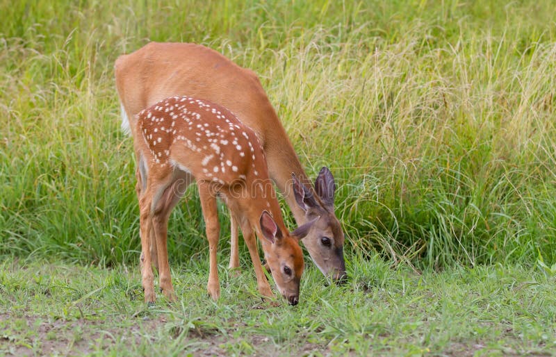 Cervatillo De Los Ciervos De La Cola Blanca De La Primavera Foto de ...