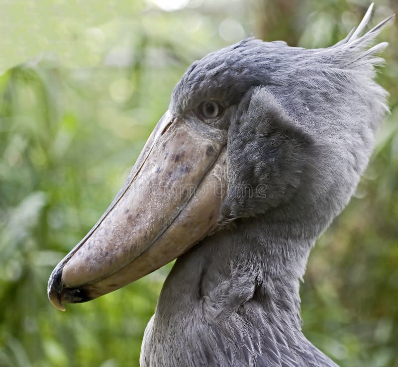Cigüeña 4 de Shoebill imagen de archivo. Imagen de cubo - 33458793