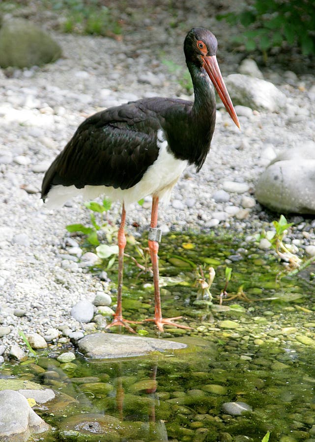 Cigüeña negra 1 imagen de archivo. Imagen de multitud - 1117167