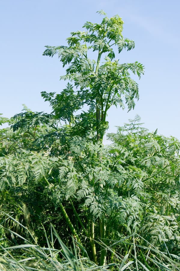 La Cigûe Verte Repérée Plante Le Conium Maculatum Image stock - Image ...