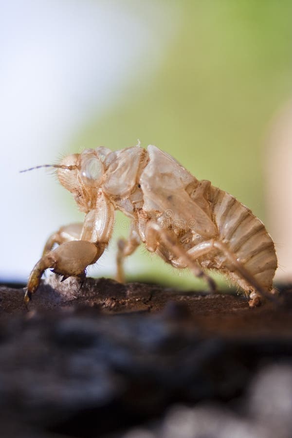 Exoskeleton Definition