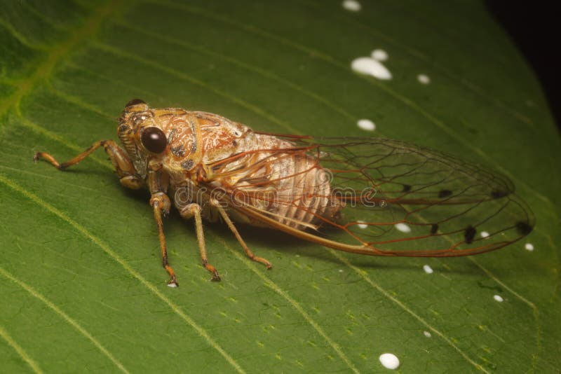 7,988 Photos de Cigale - Photos de stock gratuites et libres de droits ...