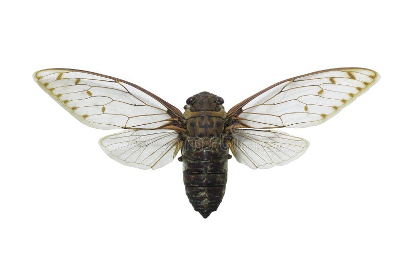 7,163 Cigale Photos libres de droits et gratuites de Dreamstime