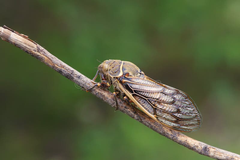 1,634 Photos de Cigales - Photos de stock gratuites et libres de droits ...