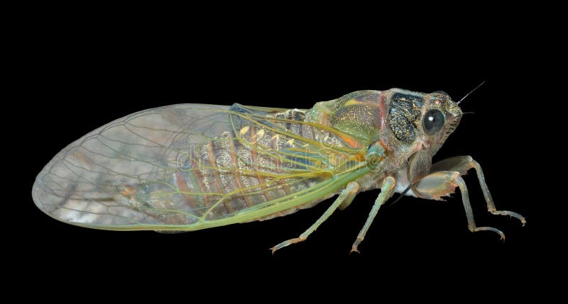 Cigale Photos Stock - Téléchargez 4,348 Photos libres de droits