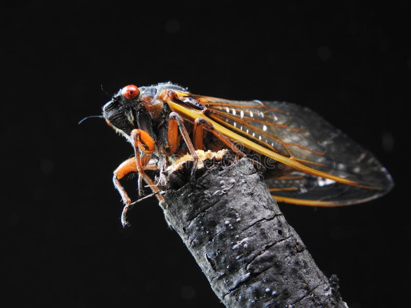 Une Cigale De Porcelaine Photos Stock - Téléchargez 16 Photos libres de ...